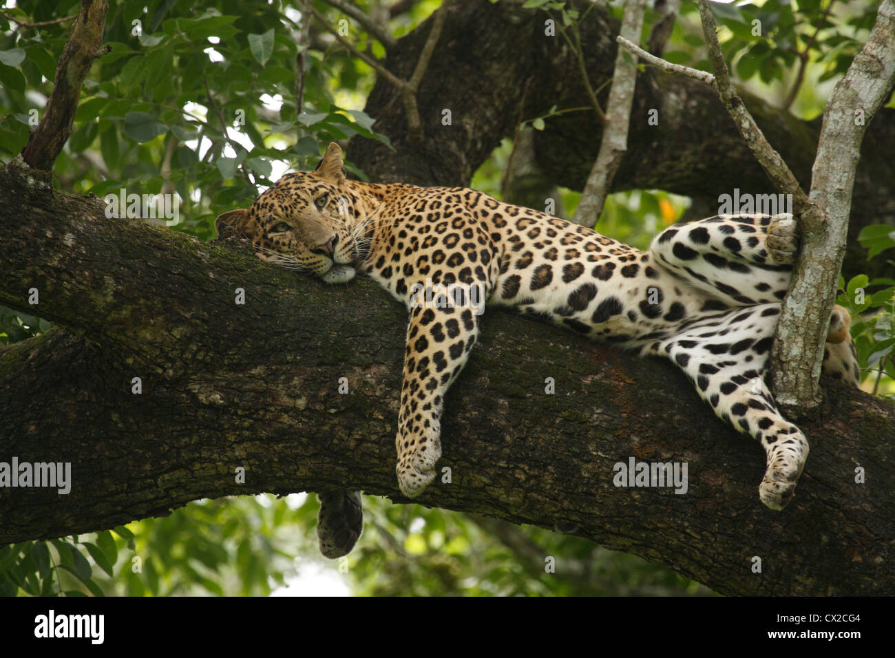 Indian Leopard 🔥 A Battle Scarred Indian Leopard (Marlon Du Toit