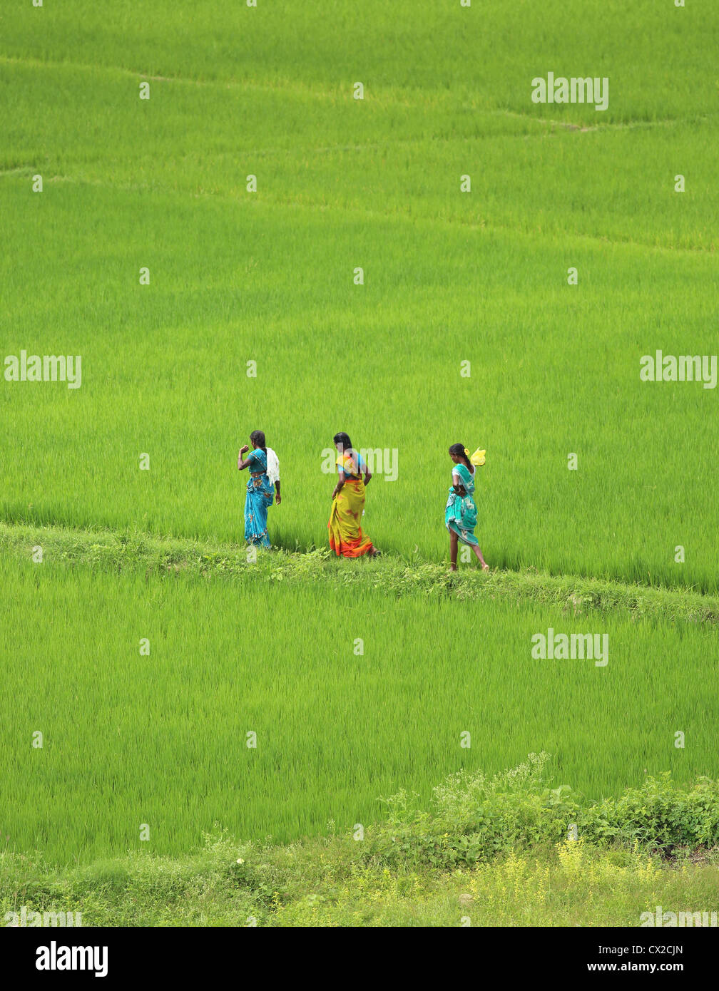 Indian women crossing a paddy field Andhra Pradesh South India Stock ...