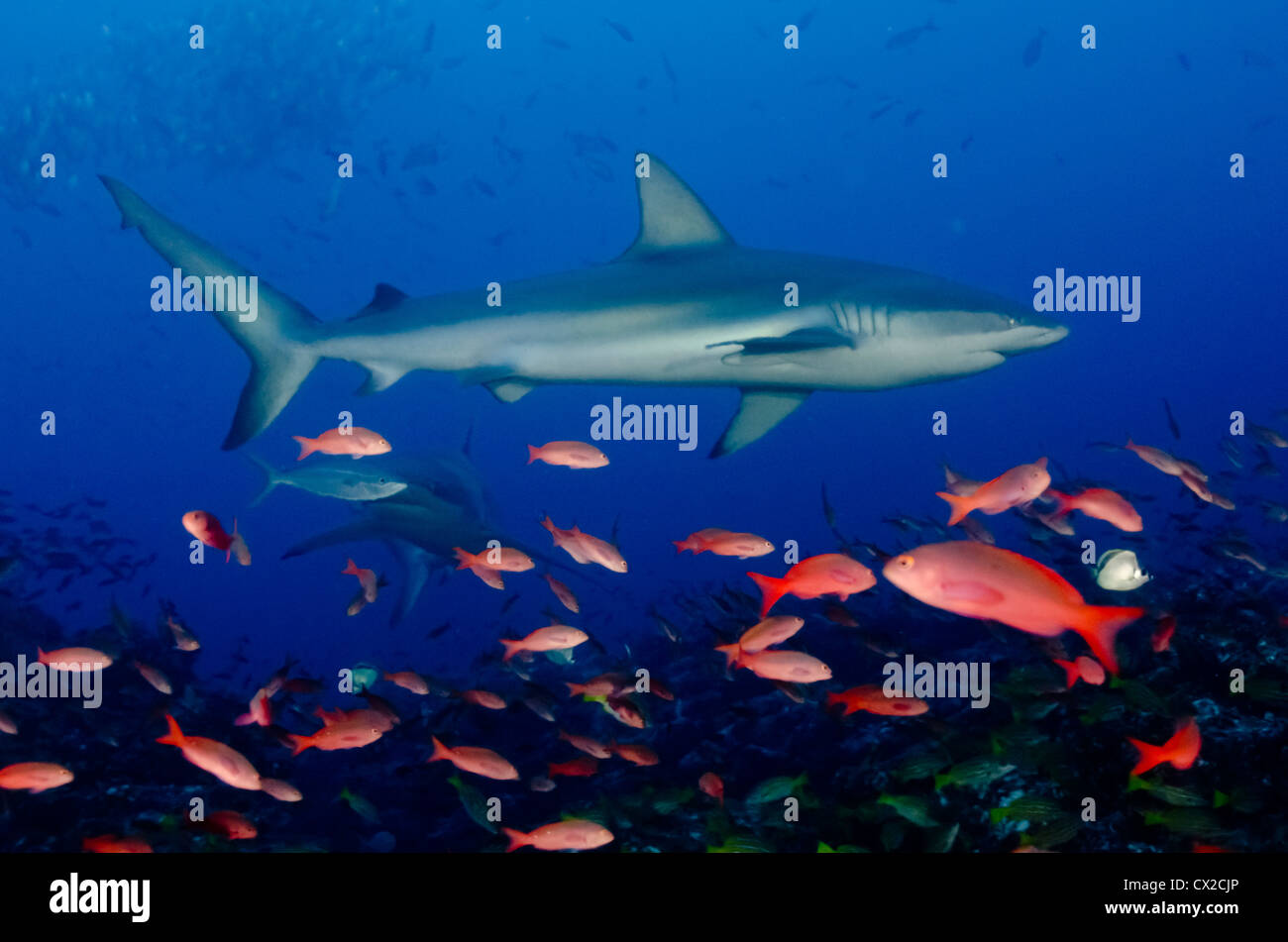 Sharks in Cocos island, Costa Rica, shark, anthias fish, fish, blue ...