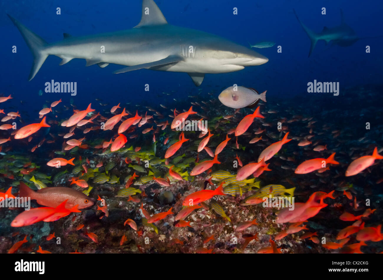 Sharks in Cocos island, Costa Rica, sharks, anthias, fish, white tip ...