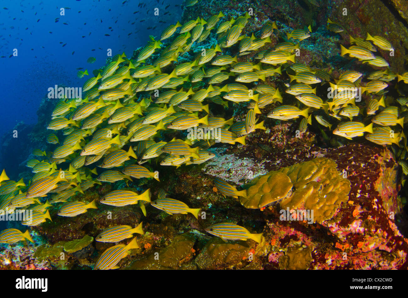 Cocos Island, Costa Rica, underwater sea life, fish, tropical reef ...