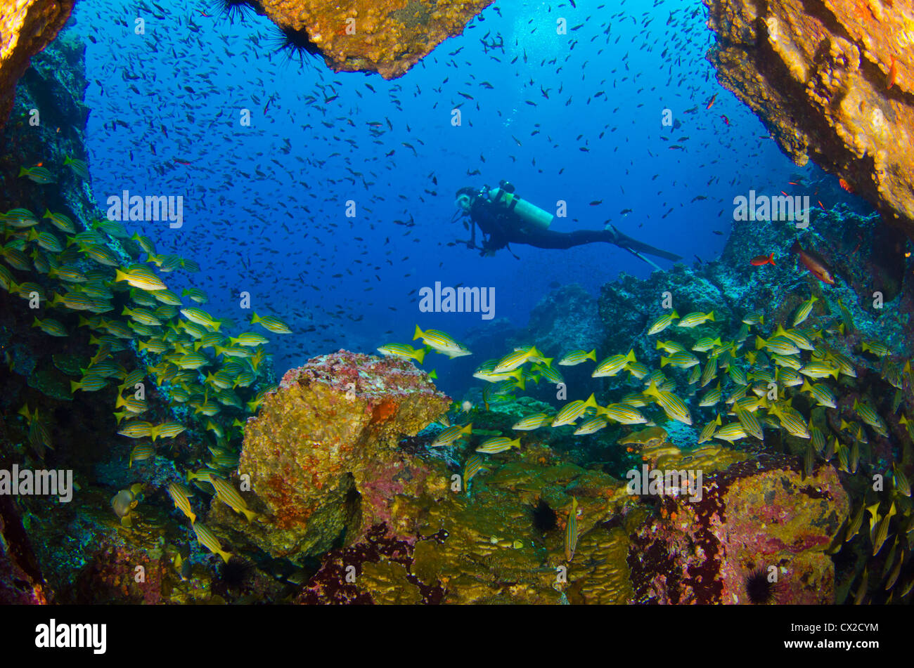 Cocos Island, Costa Rica, underwater, sea life, diver, blue water ...