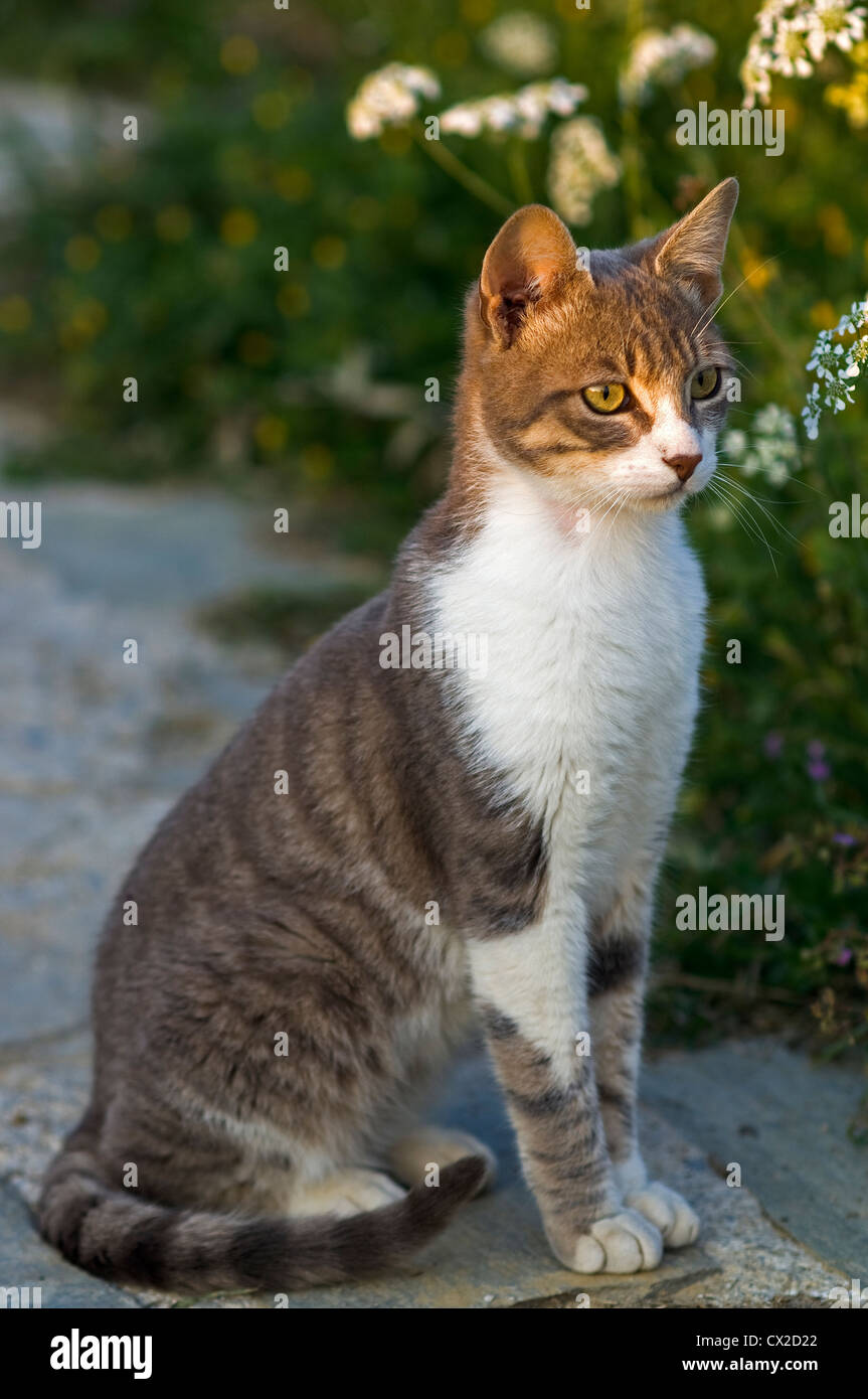 Tomcats hi-res stock photography and images - Alamy