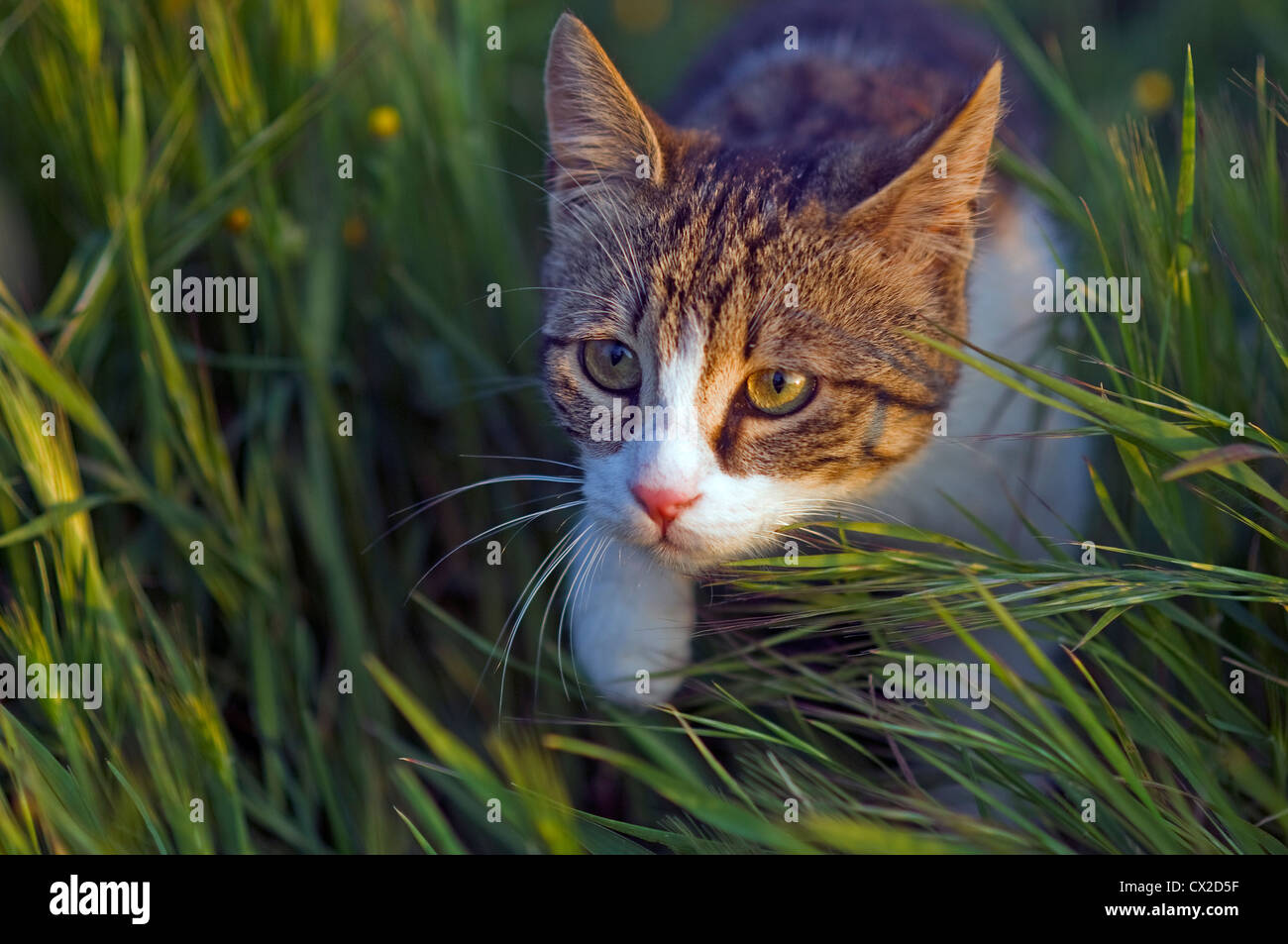 A young cat lurking in lush green grass Stock Photo - Alamy