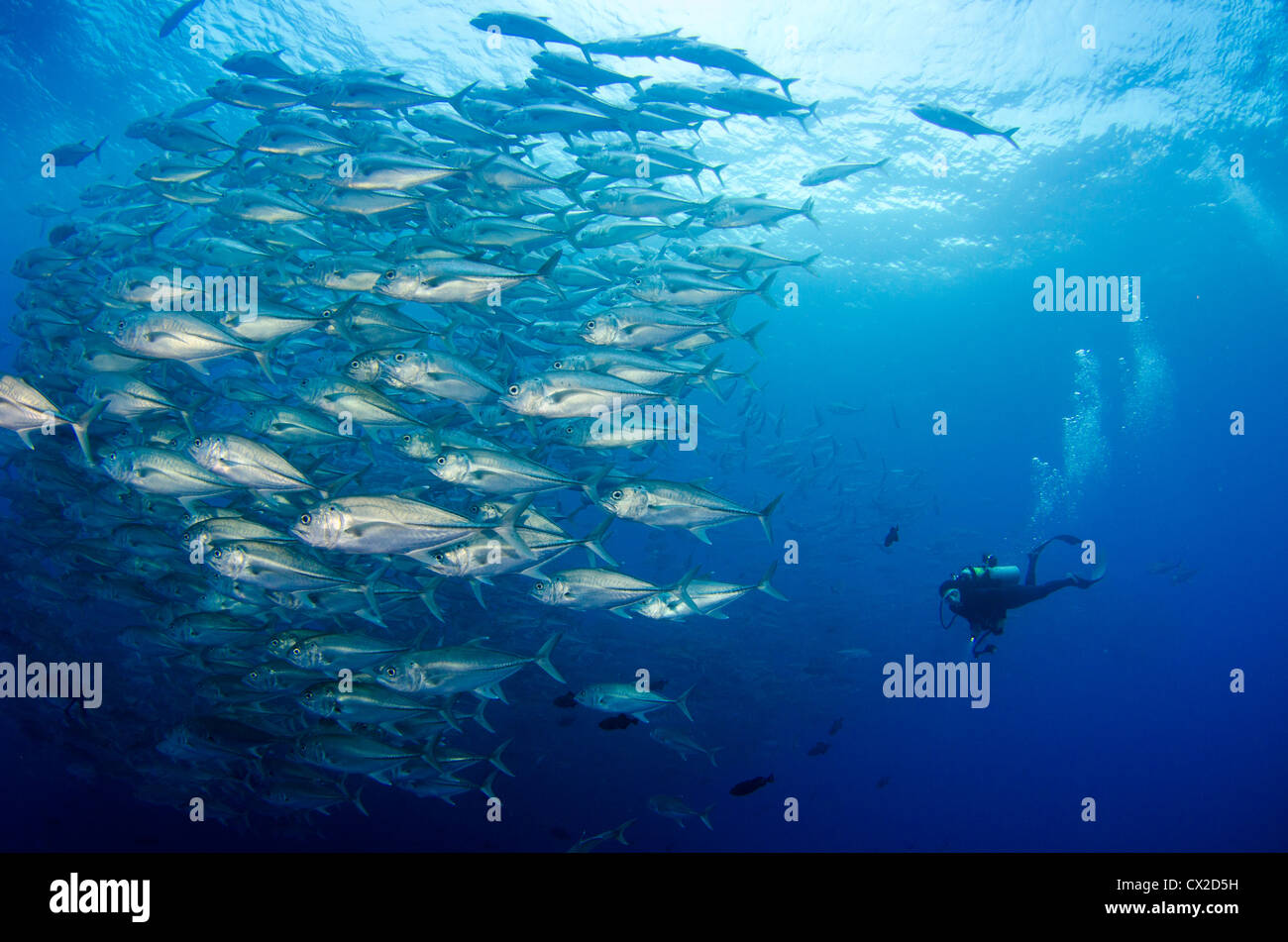 Cocos Island, Costa Rica, underwater, sea life, blue water, clear water ...