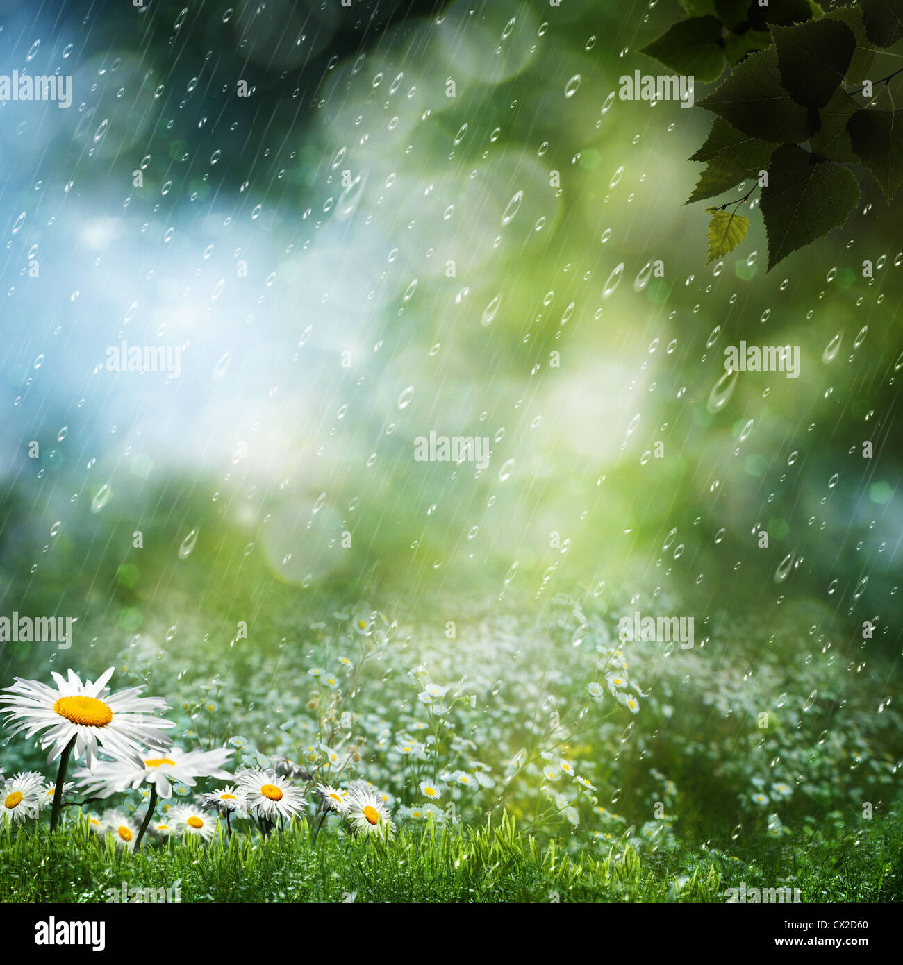 Daisy flowers under the sweet rain, natural backgrounds Stock Photo - Alamy