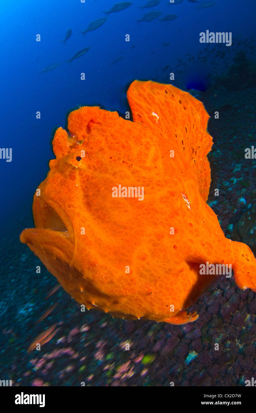 Cocos Island, Costa Rica, underwater, sea life, frog fish, orange frog ...