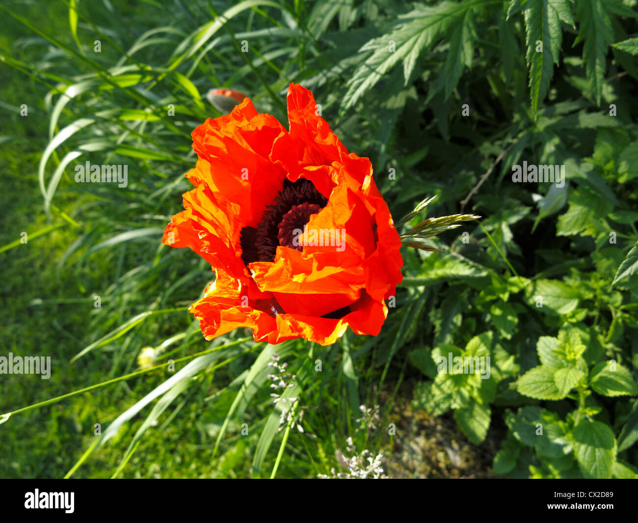 Opening scarlet poppy bud against lush green garden background Stock ...