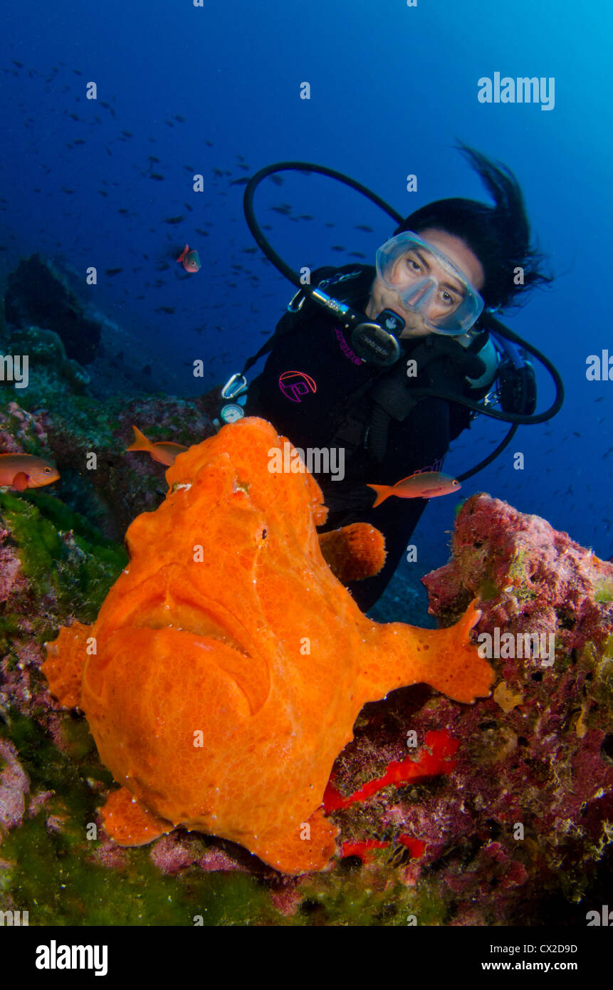 Cocos Island, Costa Rica, underwater, sea life, frog fish, diver ...
