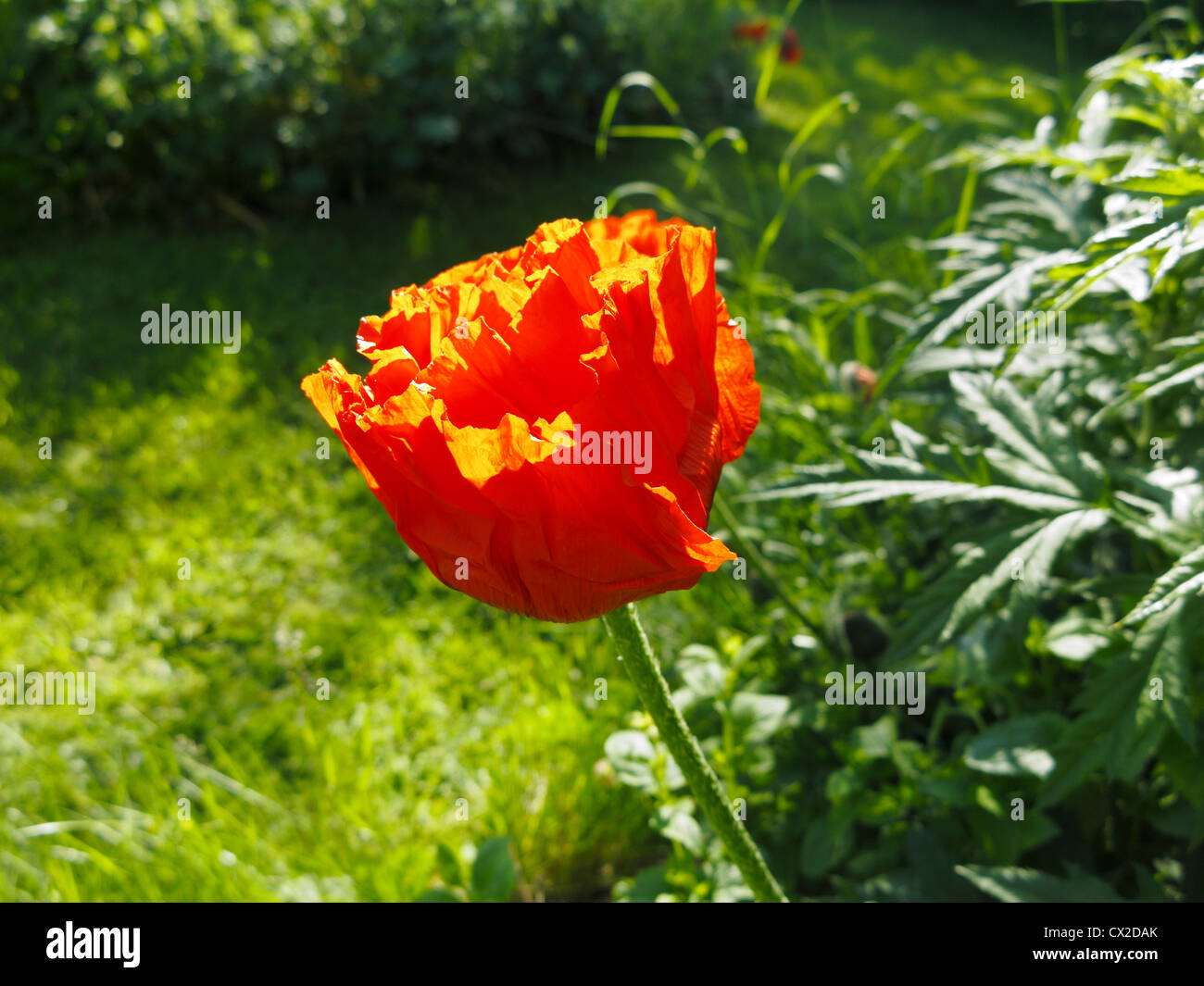 Opening scarlet poppy bud against lush green garden background Stock ...
