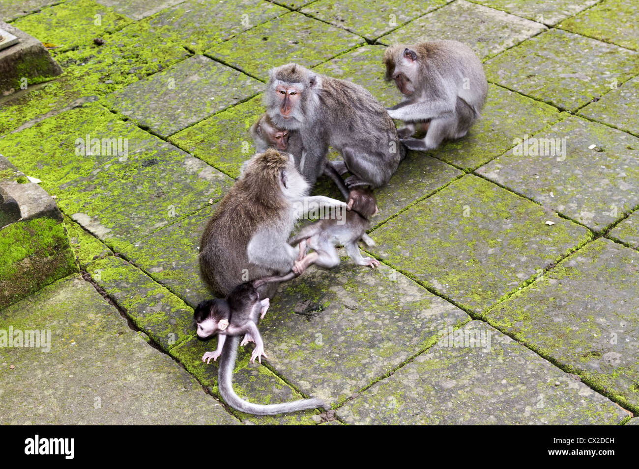 Monkey family at sacred monkey forest Ubud Bali Indonesia Stock Photo ...
