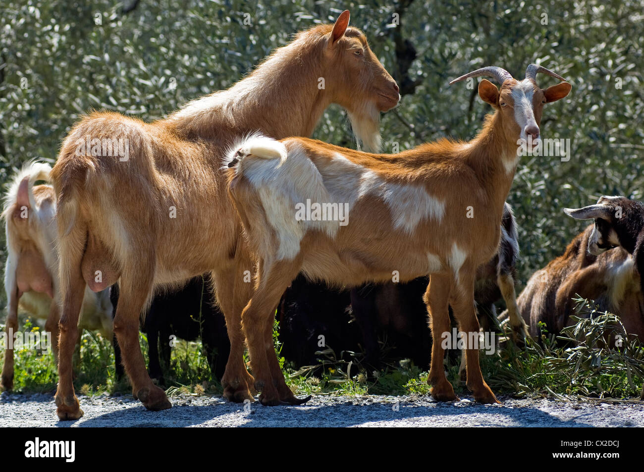 Photo of goats hi-res stock photography and images - Alamy
