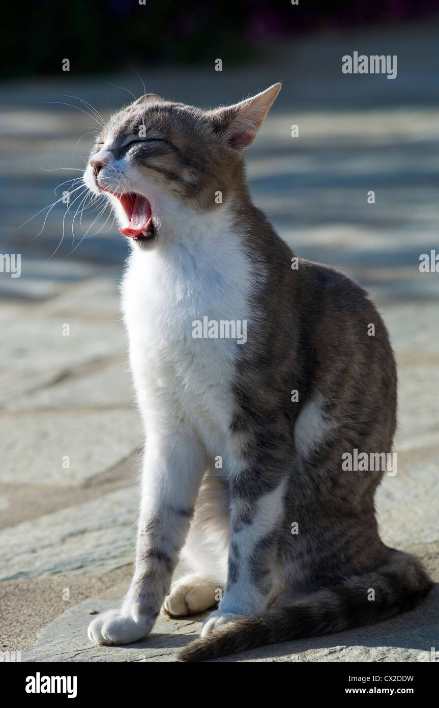 Animal photos for calendars hi-res stock photography and images - Alamy