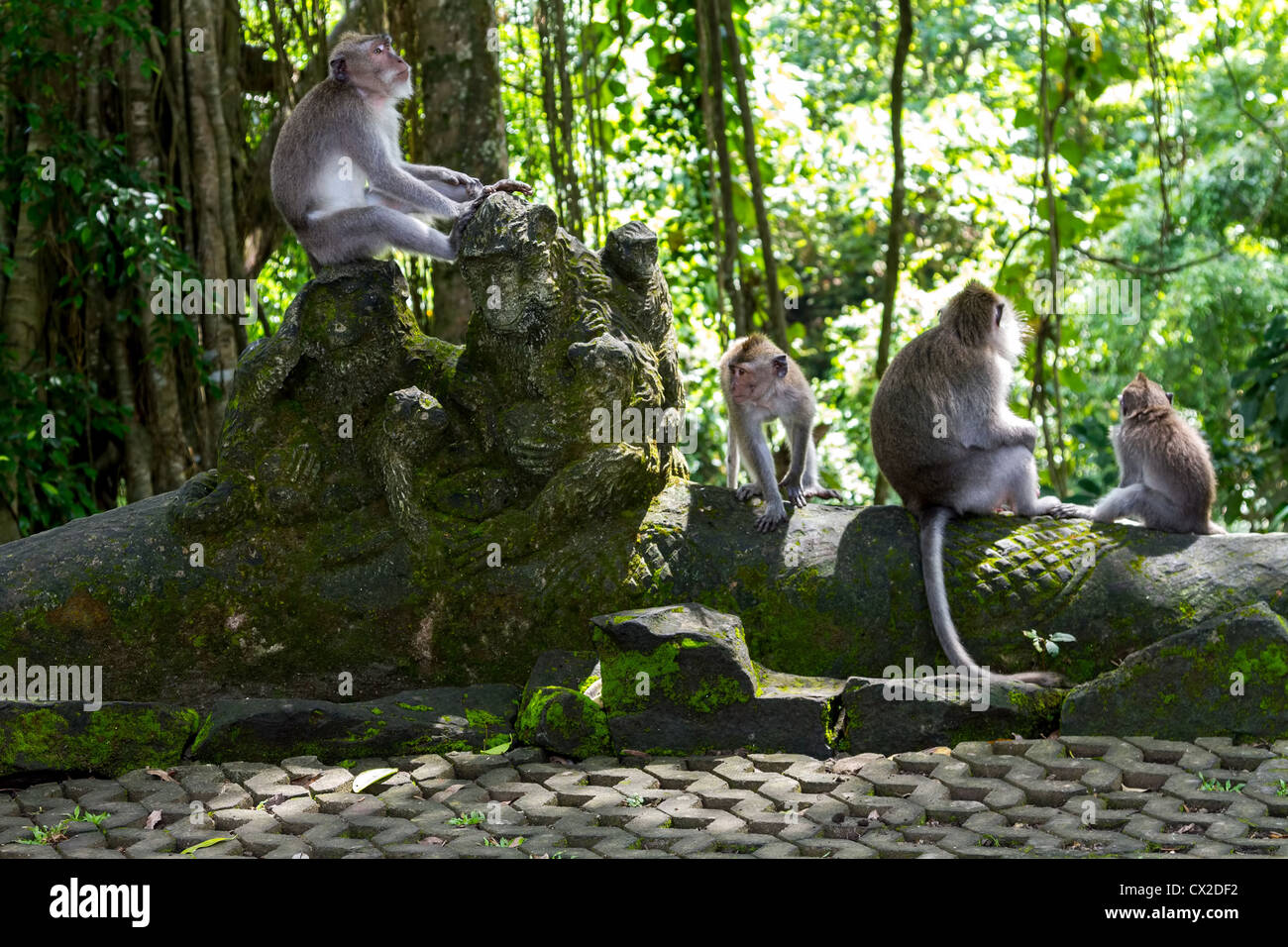 Monkey Forest Ubud