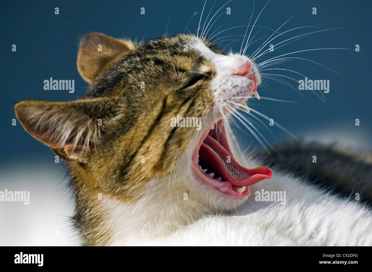 Cat Yawning From Side