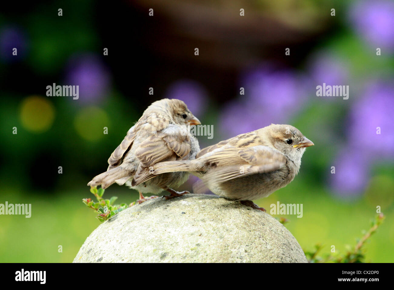 Baby garden birds hi-res stock photography and images - Alamy