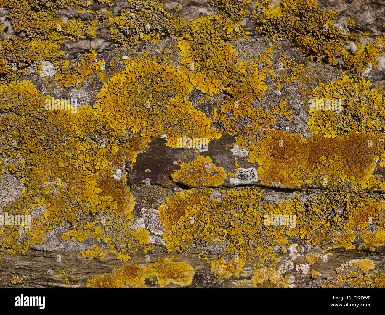 Bright yellow lichen hi-res stock photography and images - Alamy