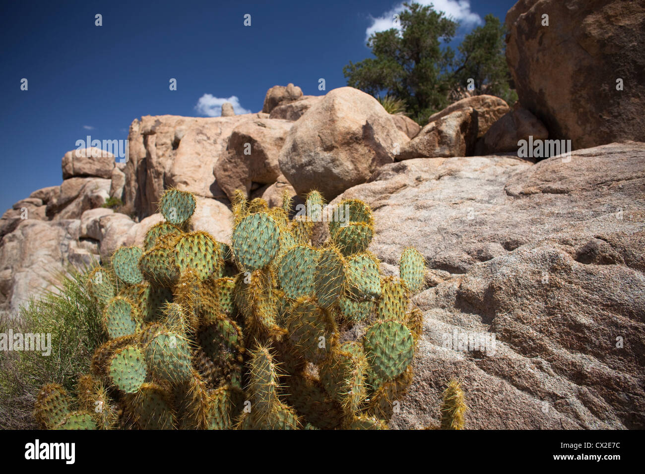 Cactus, Joshua Tree National Park, USA, desert Stock Photo - Alamy