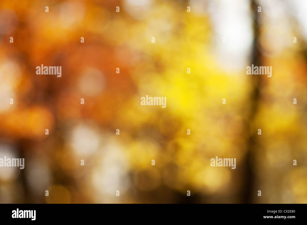 Blurred background of autumn forest with nice bokeh. Perfect as a ...