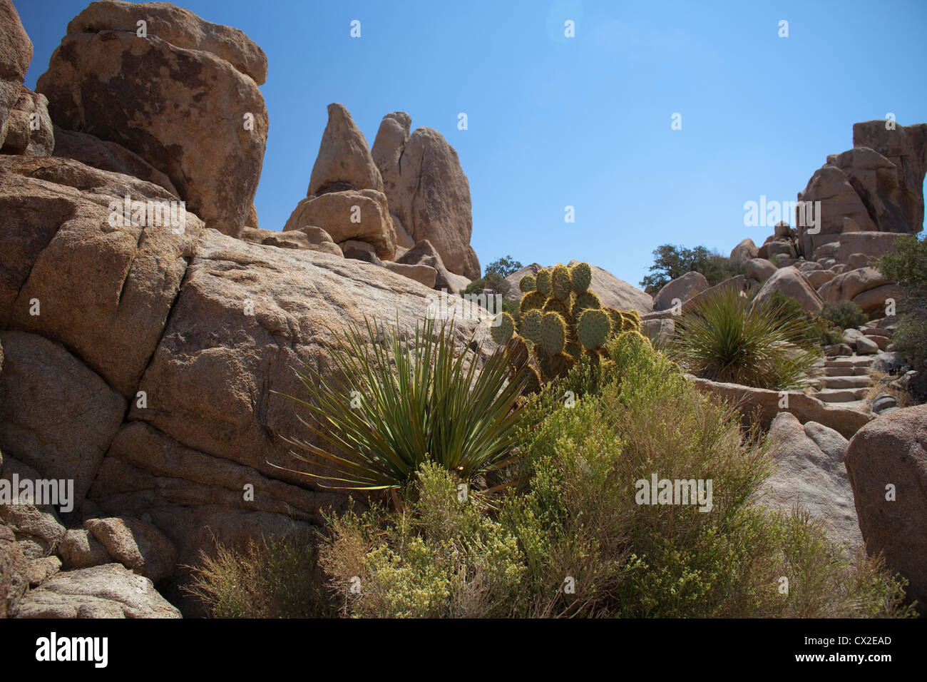 Cactus, Joshua Tree National Park, USA Stock Photo - Alamy