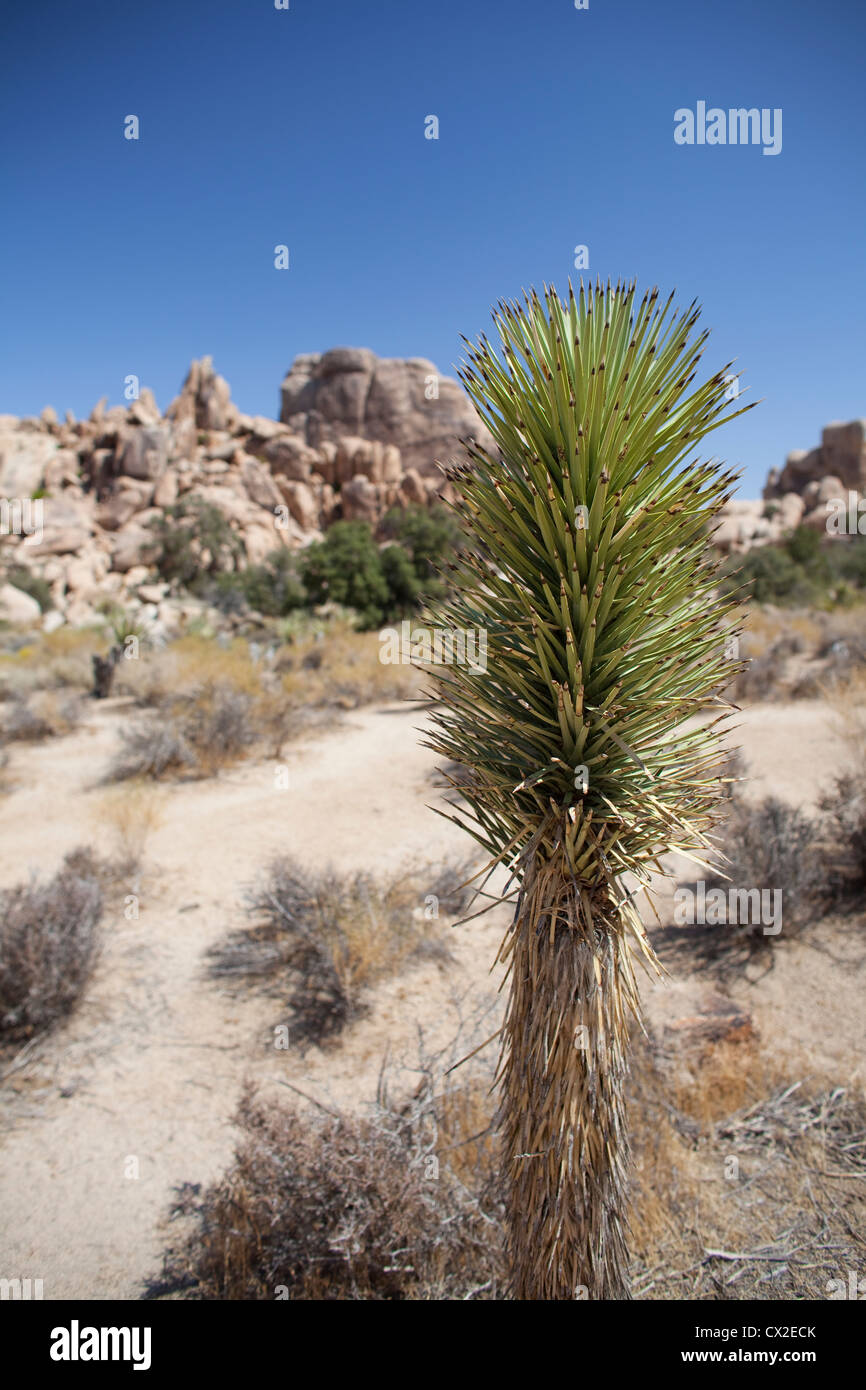 Cactus, Joshua Tree National Park, USA Stock Photo - Alamy