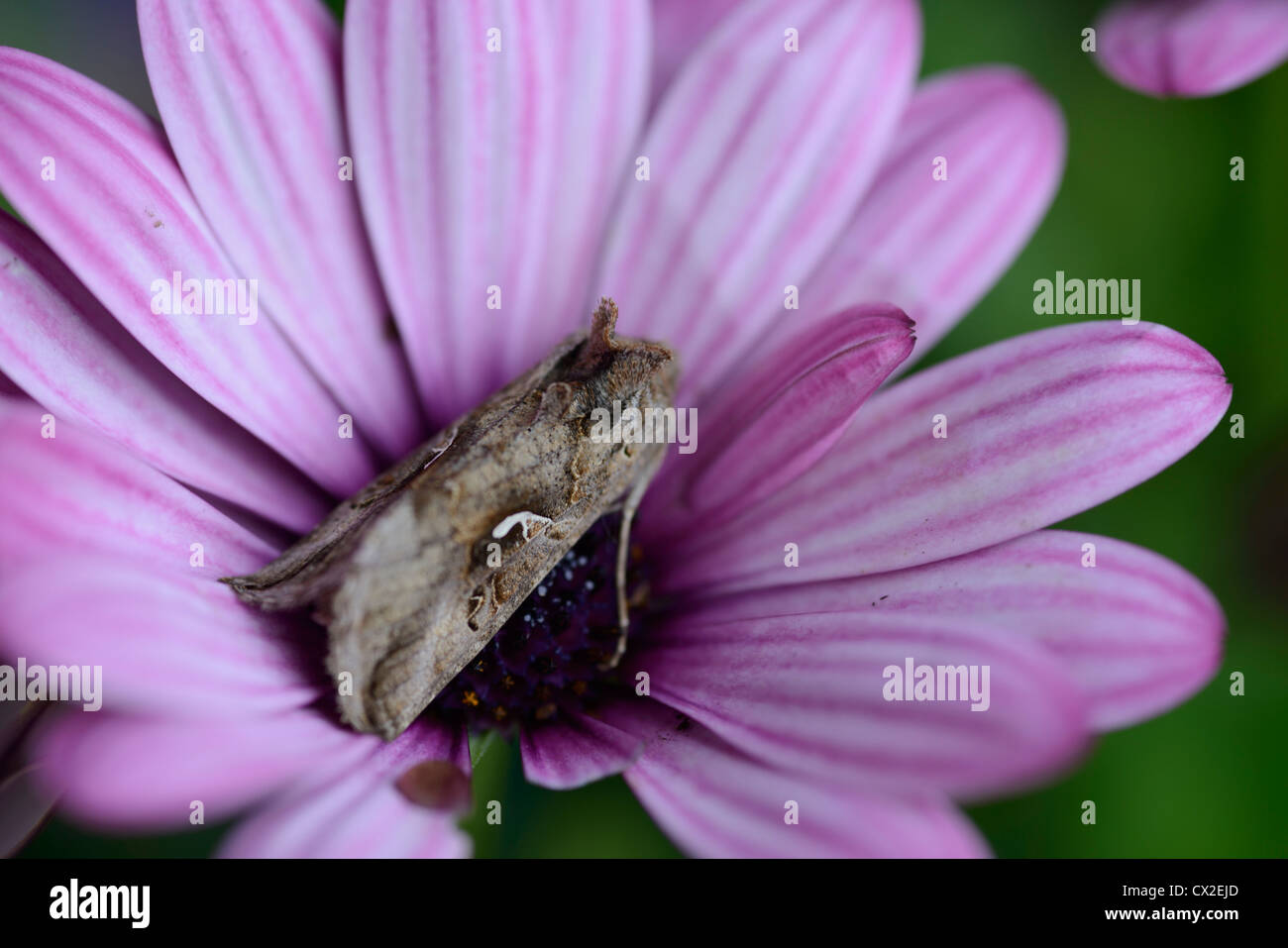 daisy with moth Stock Photo - Alamy