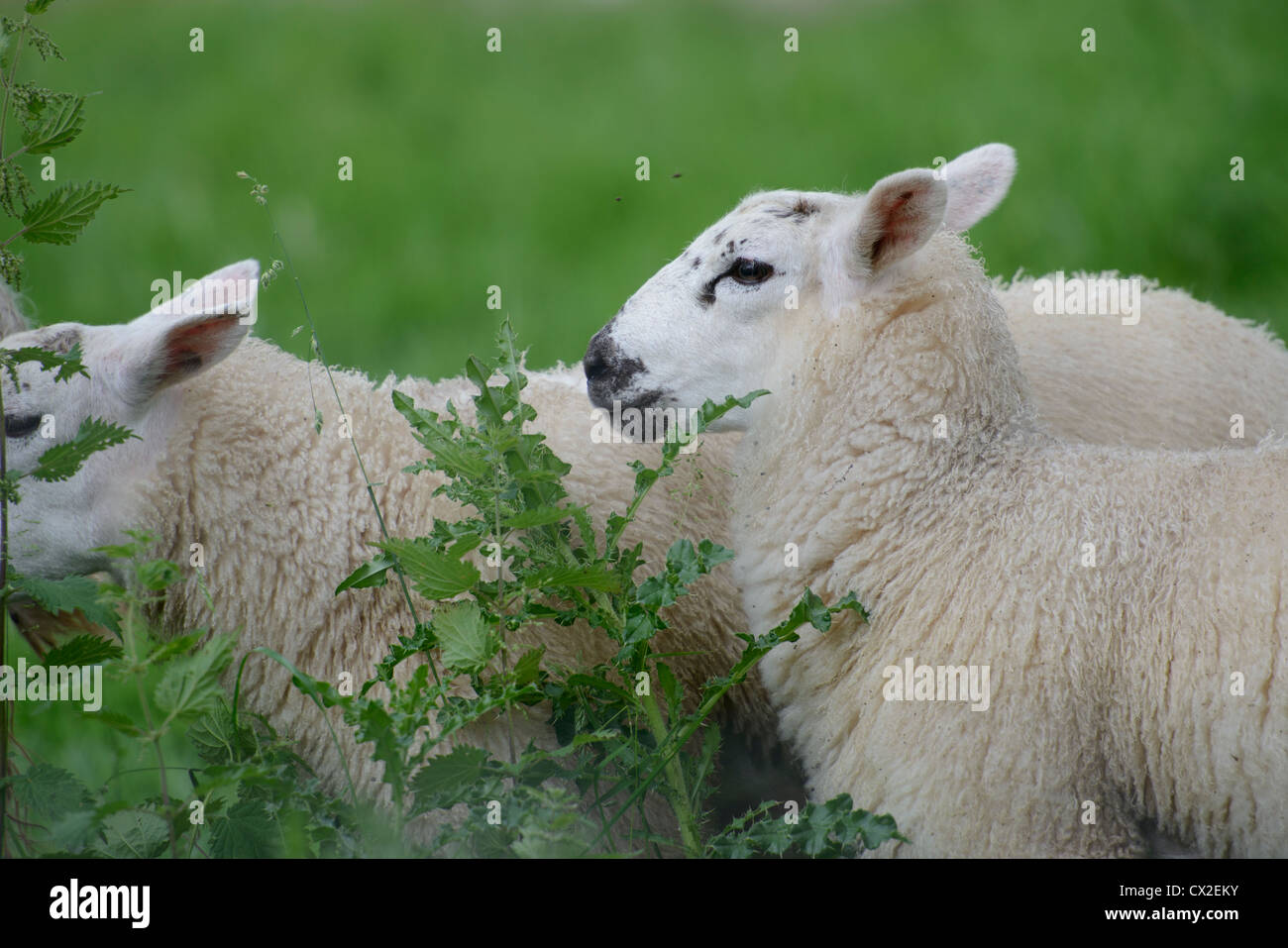 Two lambs face to face hi-res stock photography and images - Alamy