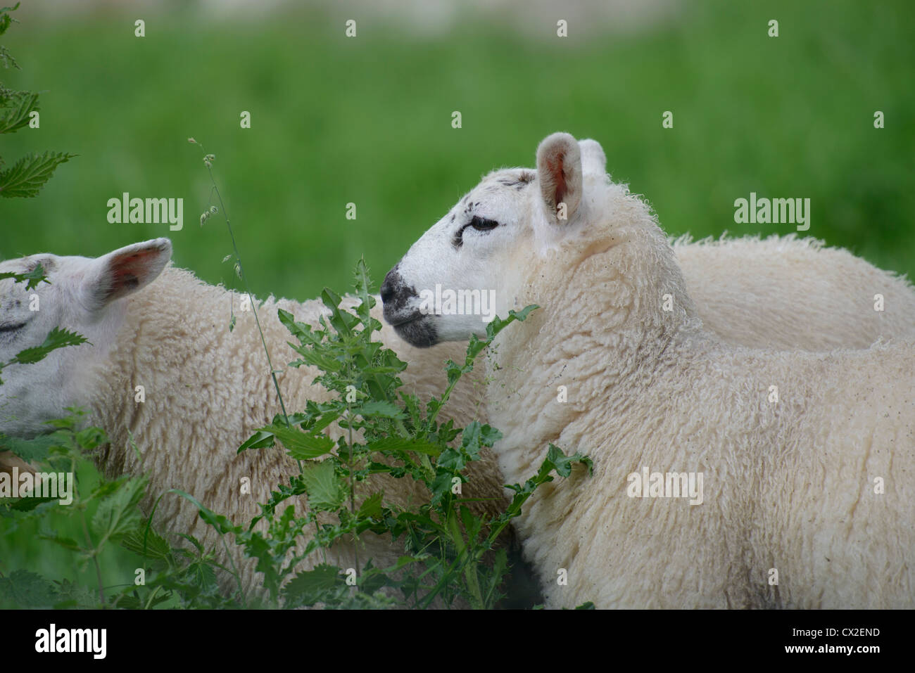 Two lambs face to face hi-res stock photography and images - Alamy