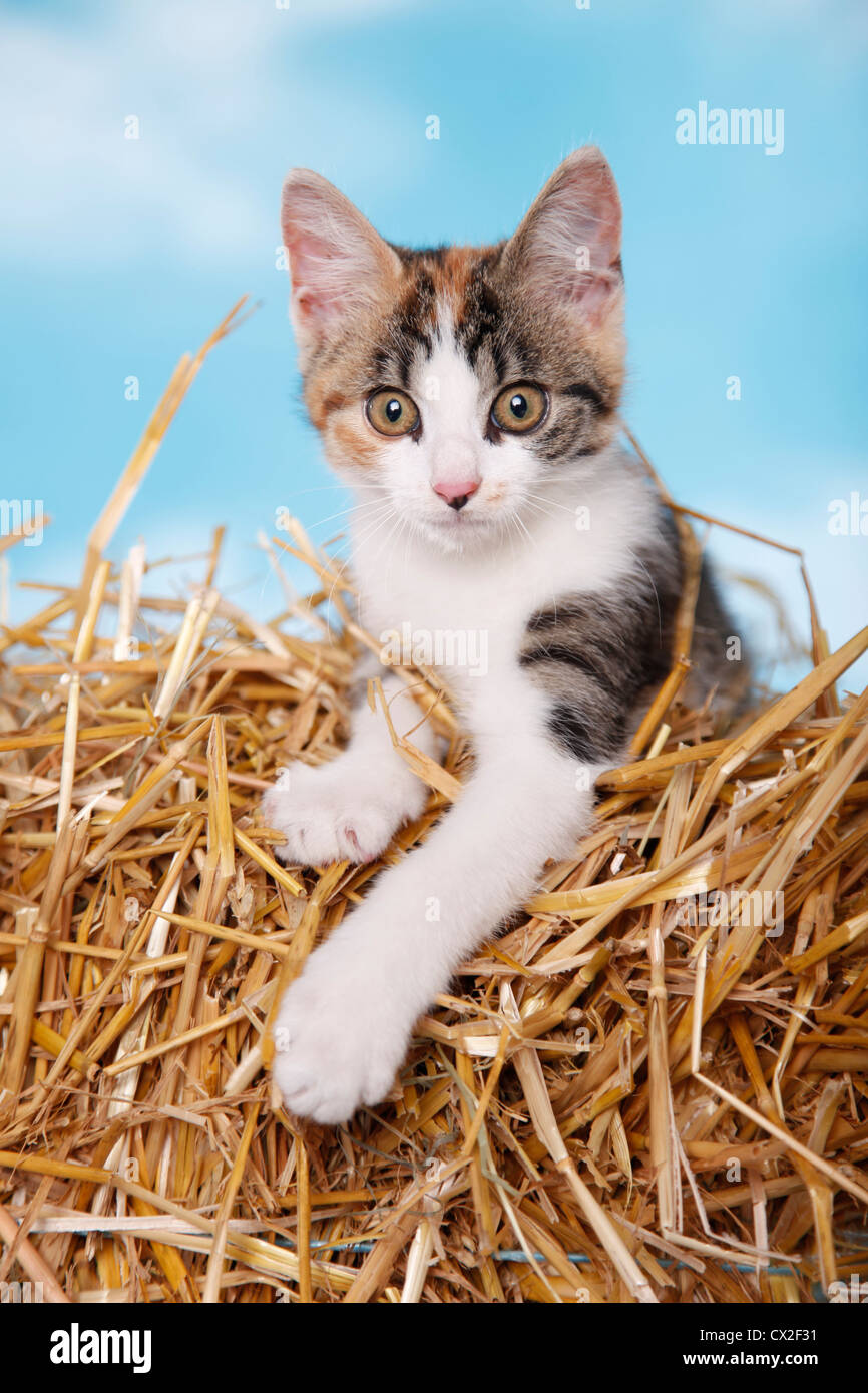 kitten in straw Stock Photo - Alamy