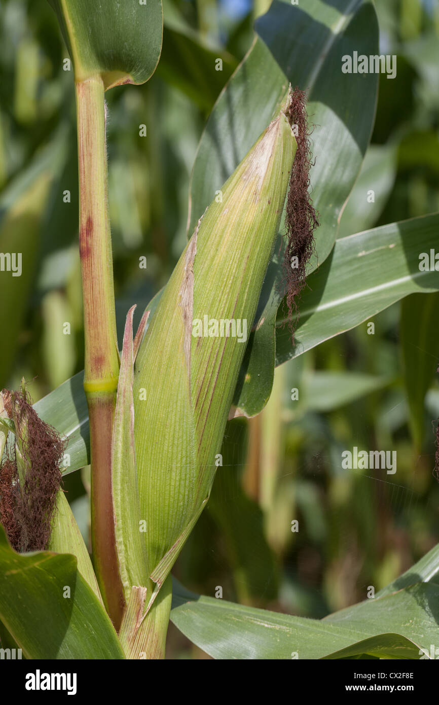 Some fresh raw corn in the countryside Stock Photo - Alamy