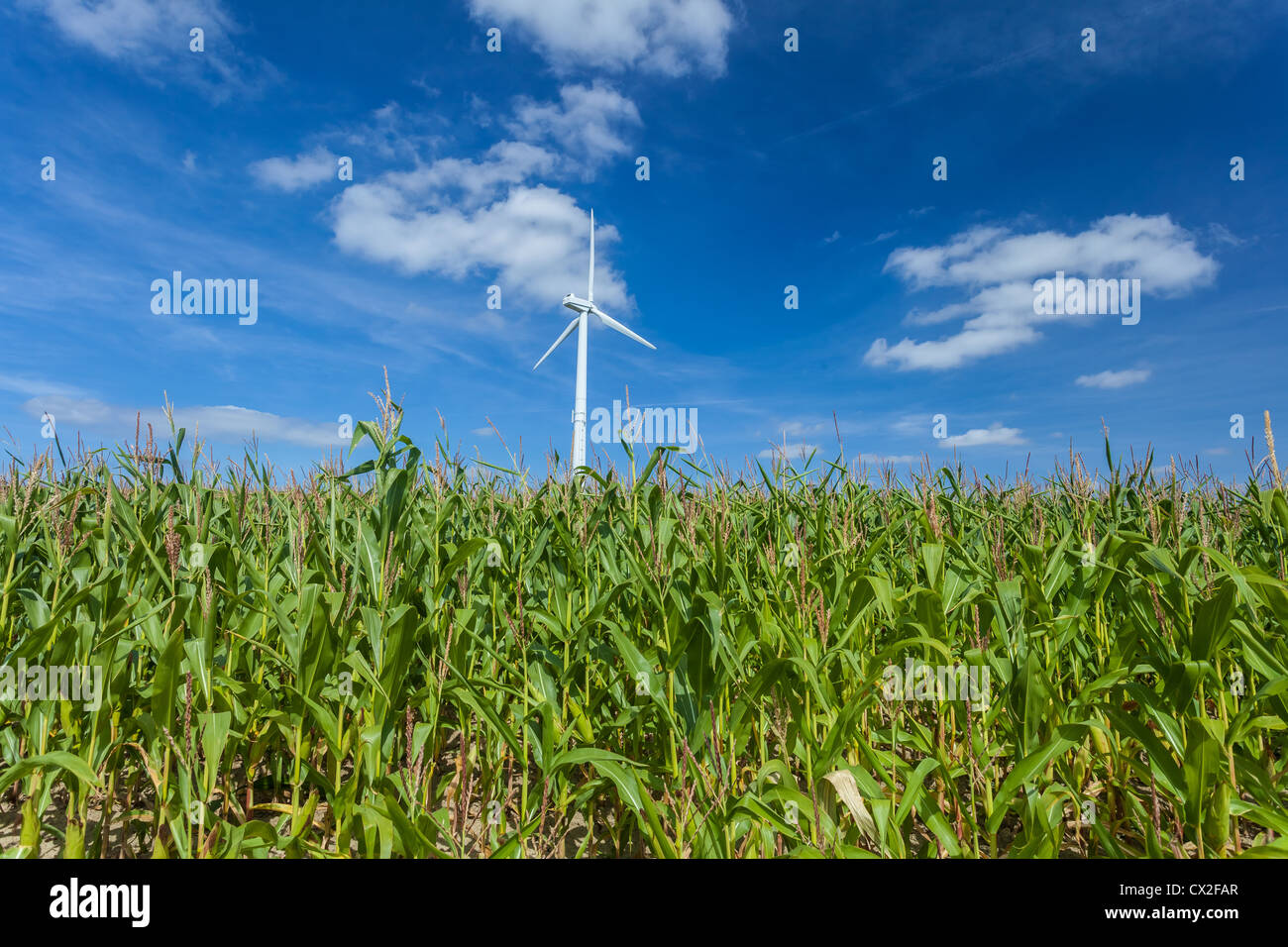 Beautiful corn field with wind turbines and a blue sky Stock Photo - Alamy