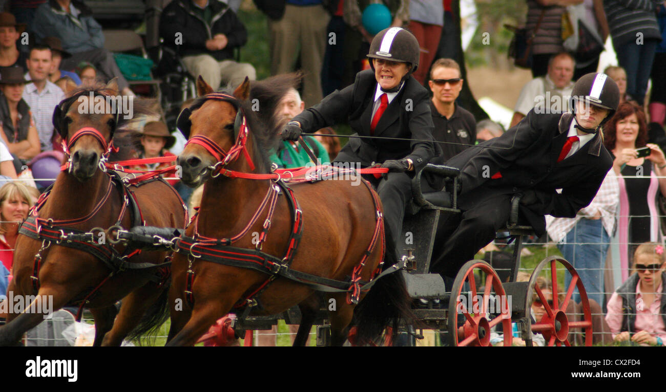 Scurry hi-res stock photography and images - Alamy