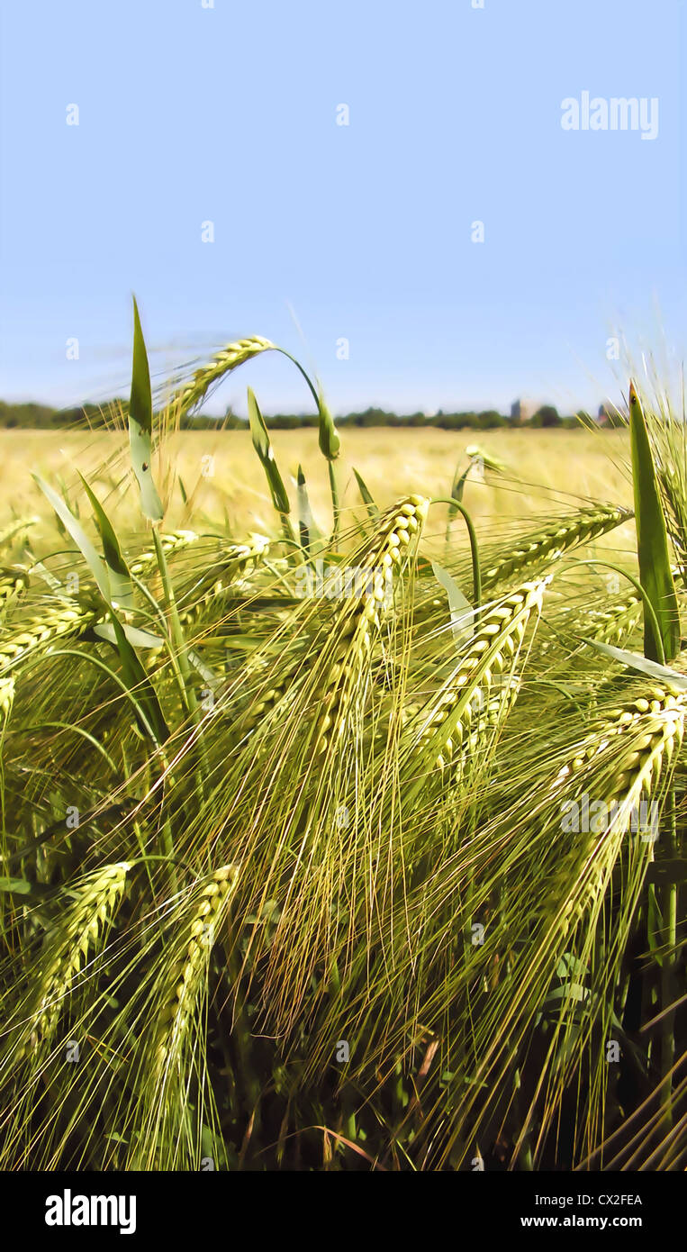 Green rye field and blue sky background, drawing effect Stock Photo - Alamy