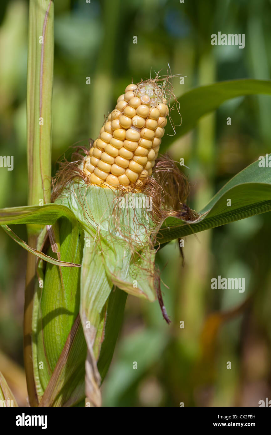 Some fresh raw corn in the countryside Stock Photo - Alamy