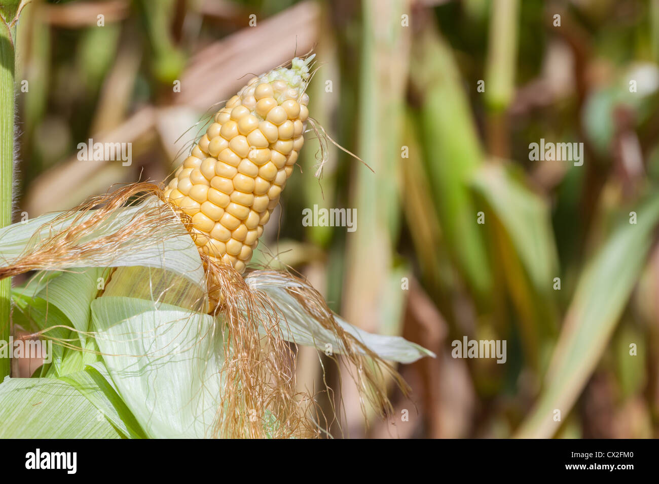 Some fresh raw corn in the countryside Stock Photo - Alamy