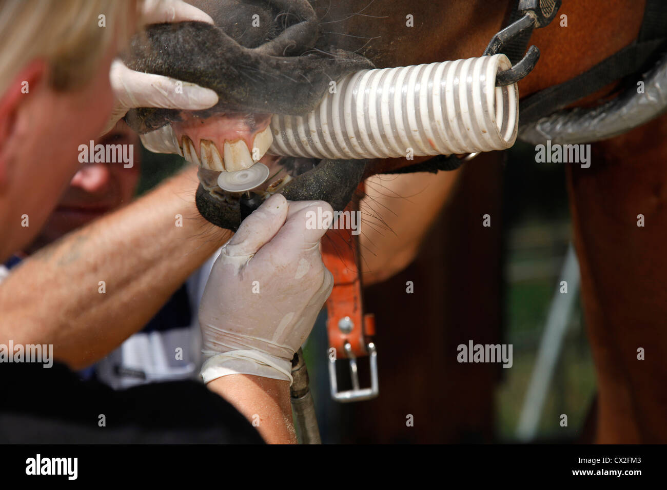 Grinding teeth hi-res stock photography and images - Alamy