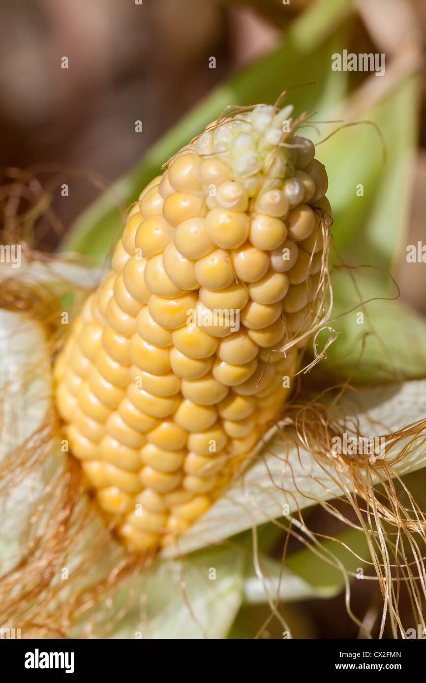 Some fresh raw corn in the countryside Stock Photo - Alamy