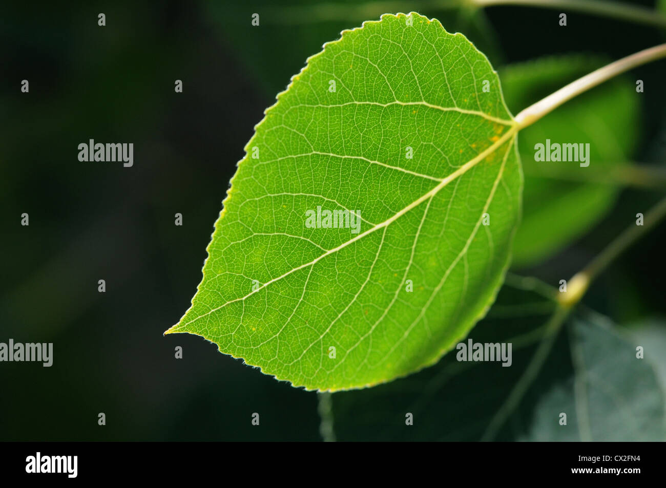 leaves in summer Stock Photo - Alamy