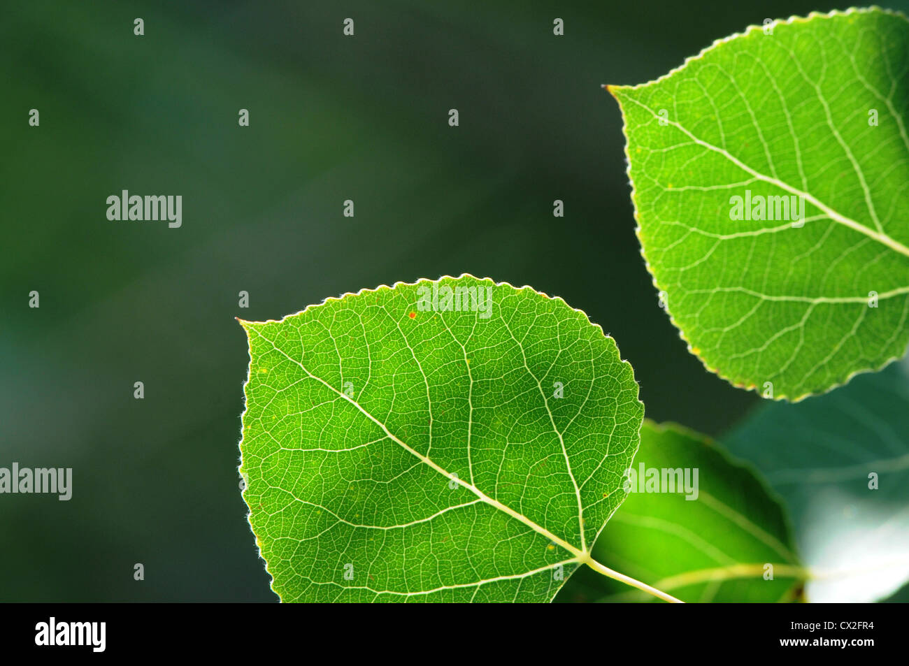 leaves in summer Stock Photo - Alamy