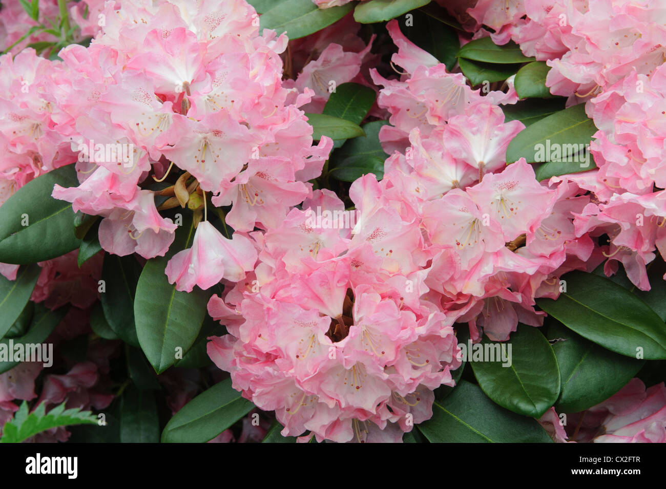 Big leaf rhododendron hi-res stock photography and images - Alamy
