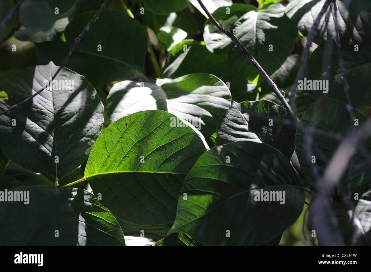 Leaves in summer Stock Photo - Alamy