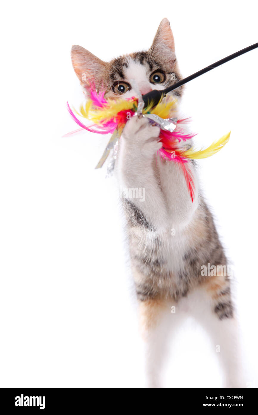 Calico kitten with toy hi-res stock photography and images - Alamy