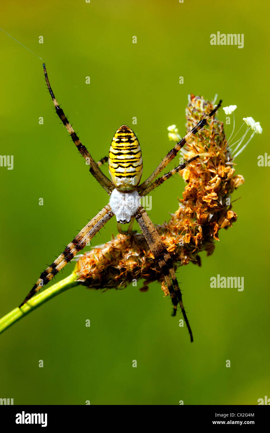 Wasp spider dew hi-res stock photography and images - Alamy