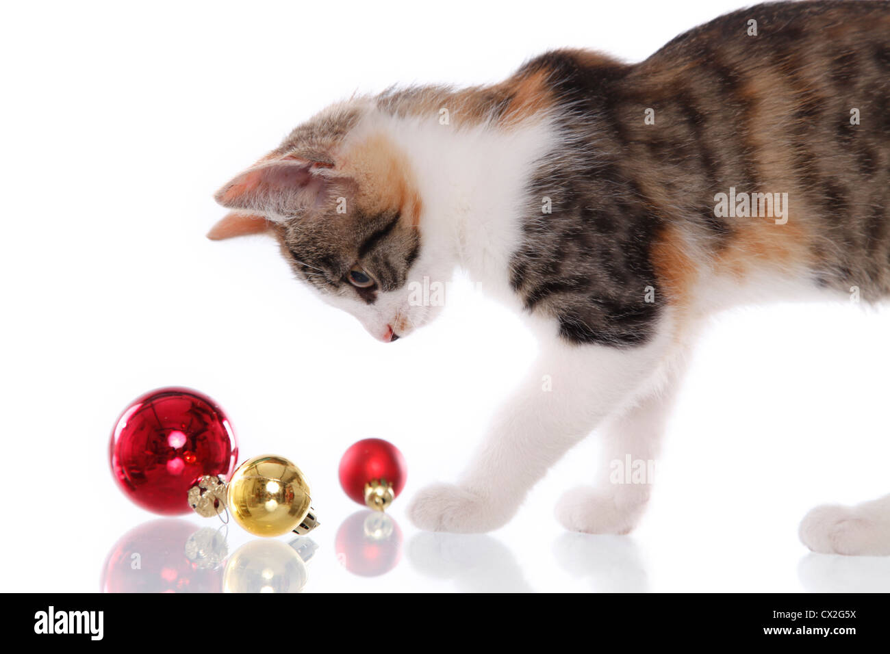 Nosy kitten hi-res stock photography and images - Alamy