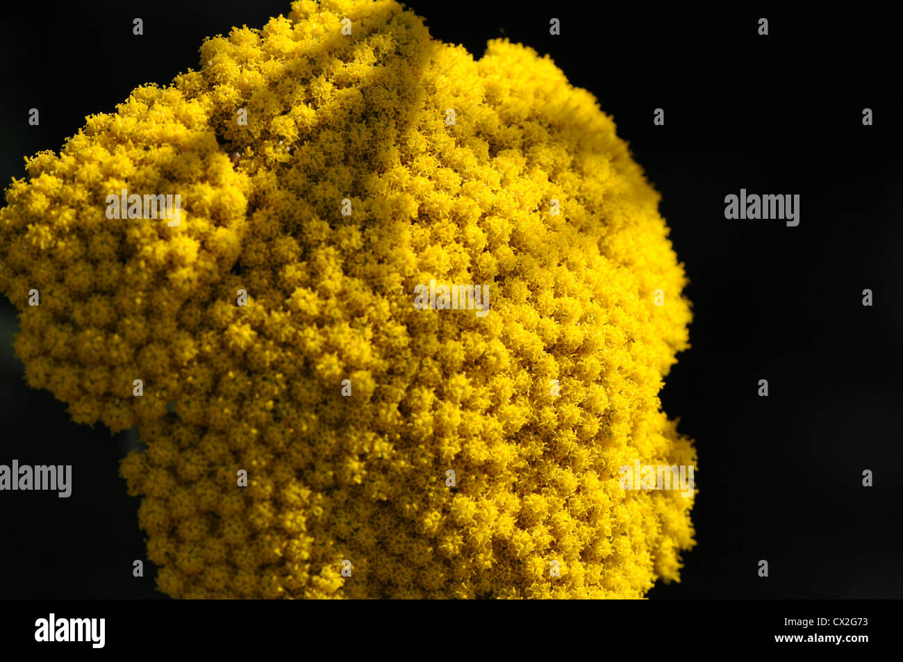 Yellow Yarrow blooming in summer Stock Photo - Alamy