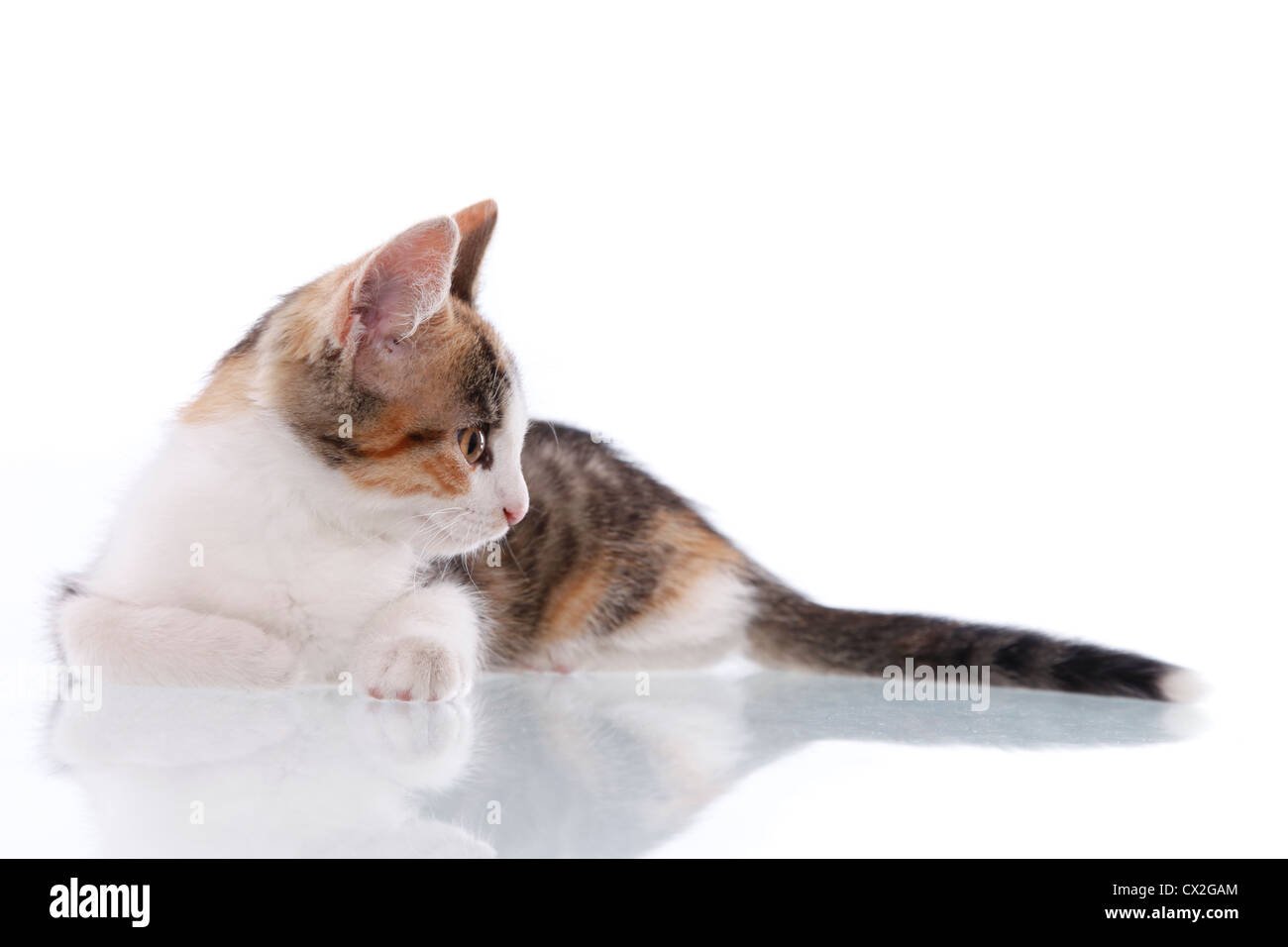 Tortoiseshell tricolour kitten hi-res stock photography and images - Alamy