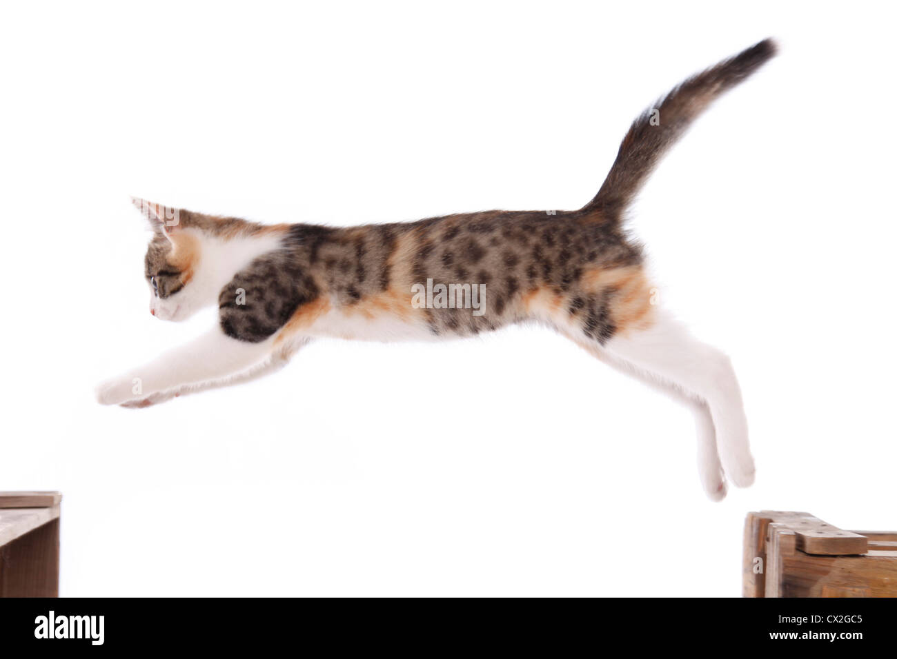 Cats jumping hi-res stock photography and images - Alamy
