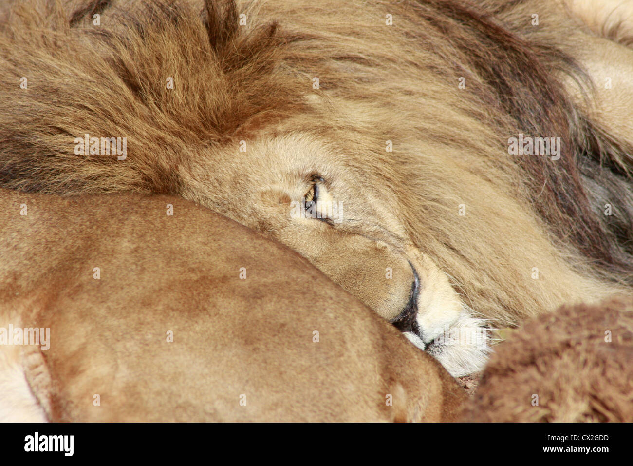 A sleeping lion man opens his eyes briefly as he holds his nap Stock ...