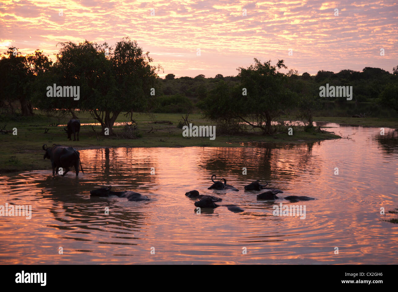 Water buffalo at dawn, Yala National Park, Sri Lanka Stock Photo - Alamy