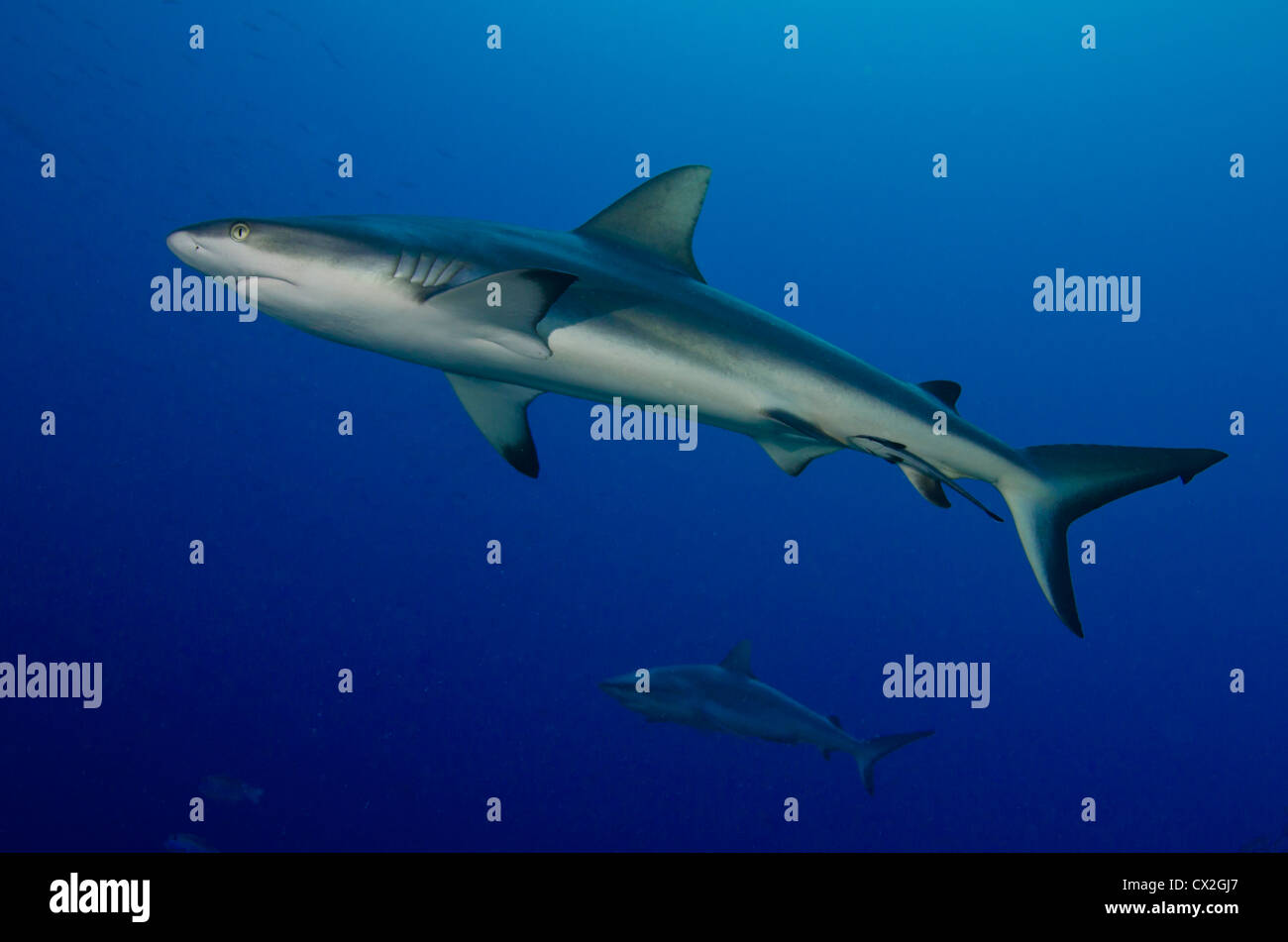 underwater scene of Palau, coral reefs, wrecks, sharks, grey reef shark ...